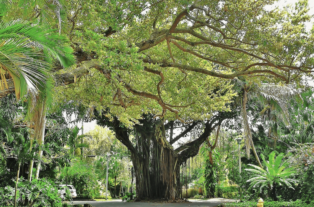 Living in Coconut Grove, FL | Suburban Jungle
